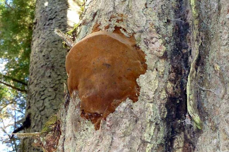 Heart Rot: Identify, Prevent and Treat it