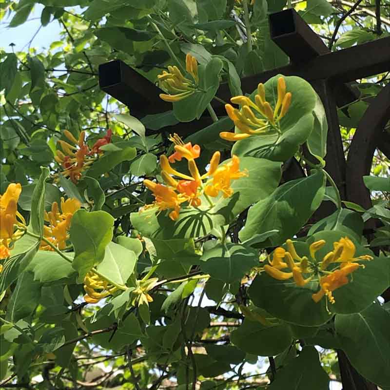 Lonicera x heckrottii 'Gold Flame' (Honeysuckle)