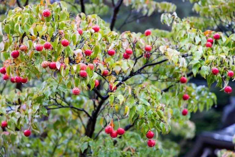 Dogwood (Cornus) - Pests and Diseases to Watch Out For