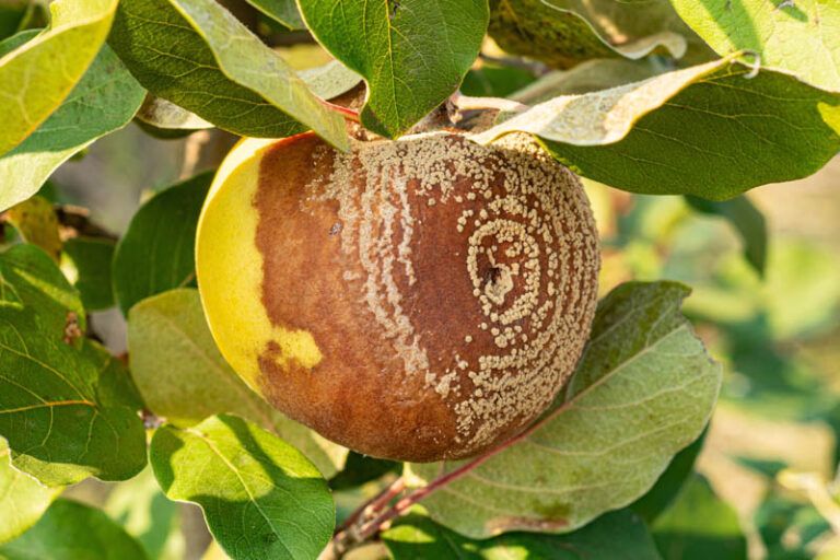 Quince: Fragrant Blooms, Aromatic Fruit, and Easy Care