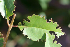 Root Weevils - Prevention and Treatment
