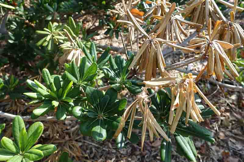 Botryosphaeria Canker and Dieback