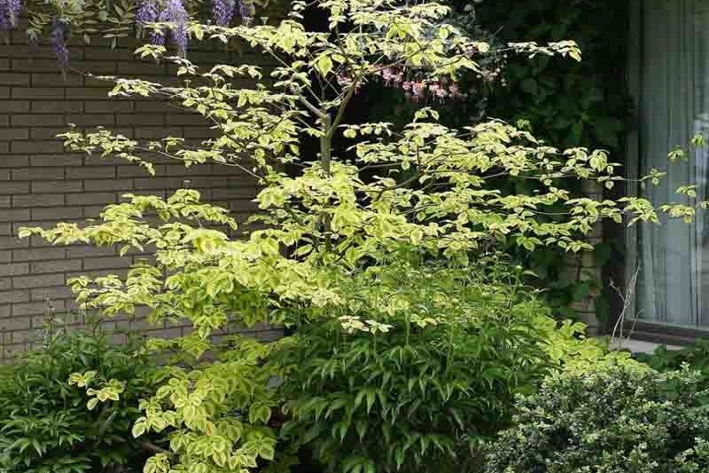 Cornus alternifolia Golden Shadows® (Pagoda Dogwood)