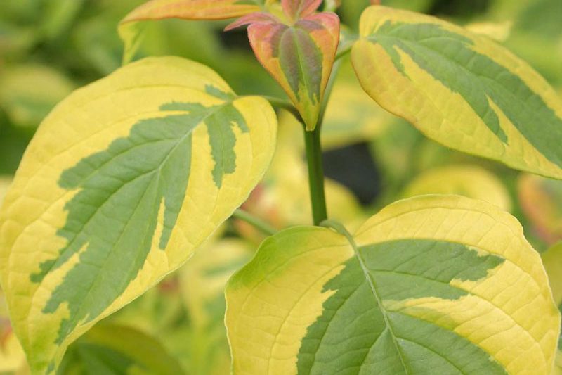 Cornus alternifolia Golden Shadows® (Pagoda Dogwood)