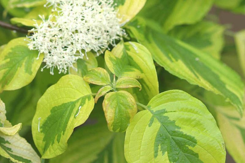 Cornus alternifolia Golden Shadows® (Pagoda Dogwood)