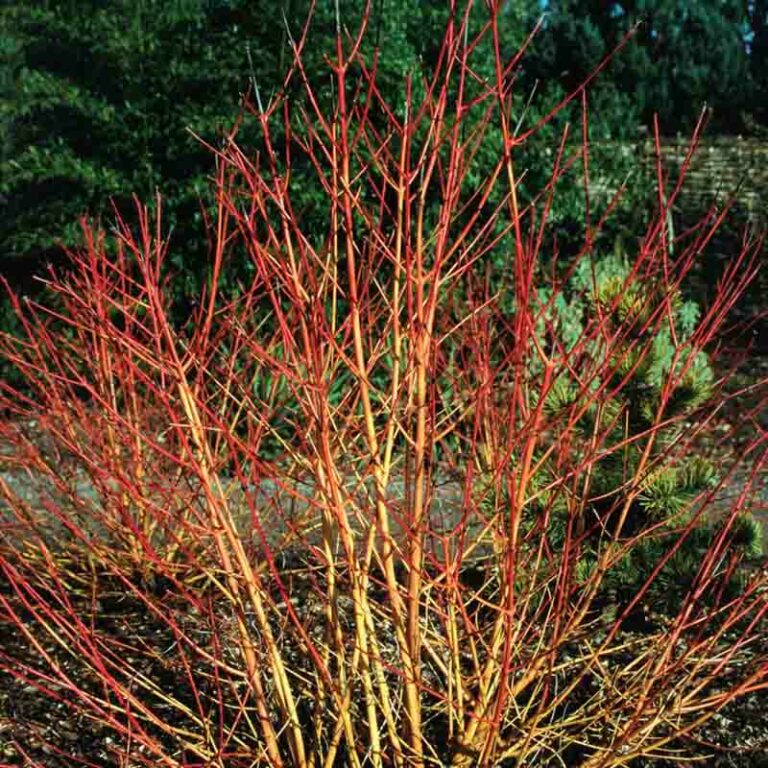 Cornus alternifolia Golden Shadows® (Pagoda Dogwood)