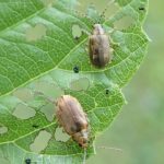 Root Weevils - Prevention and Treatment