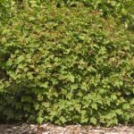 Viburnum nudum (Withe Rod)
