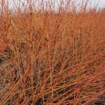Cornus sericea Arctic Fire® Red (Redtwig Dogwood)