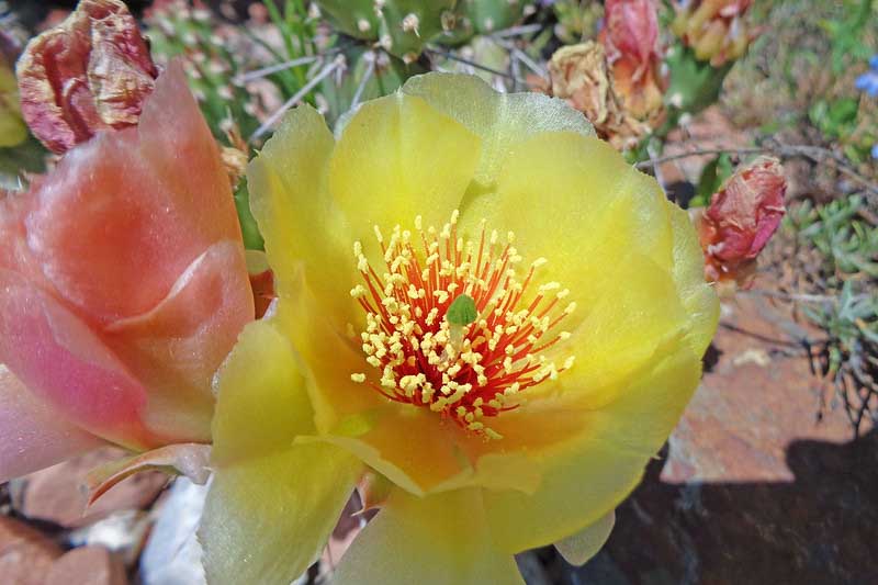Opuntia fragilis (Brittle Prickly Pear)