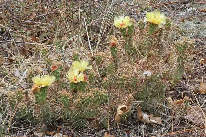 Opuntia fragilis (Brittle Prickly Pear)