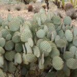 Opuntia ficus-indica (Prickly Pear)