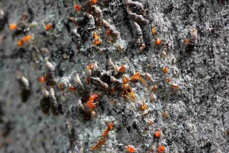 Oystershell Scale - Prevention and Treatment