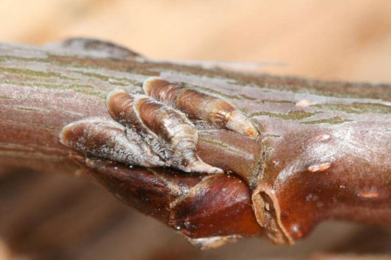 Oystershell Scale - Prevention and Treatment
