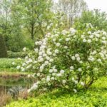 Viburnum nudum (Withe Rod)
