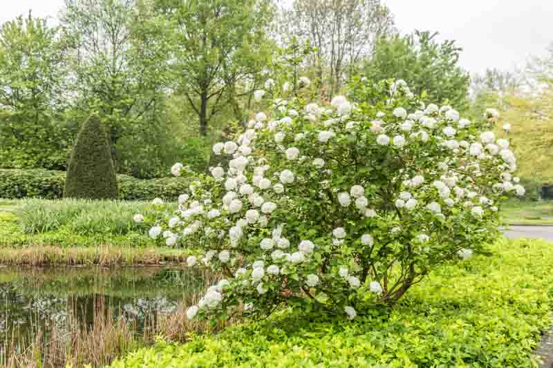 Viburnum: Varieties and Growing Tips for Vibrant Gardens