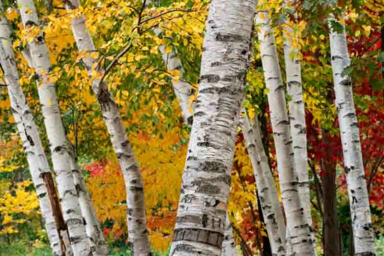 New Hampshire Planting Zones - Growing Zones Guide
