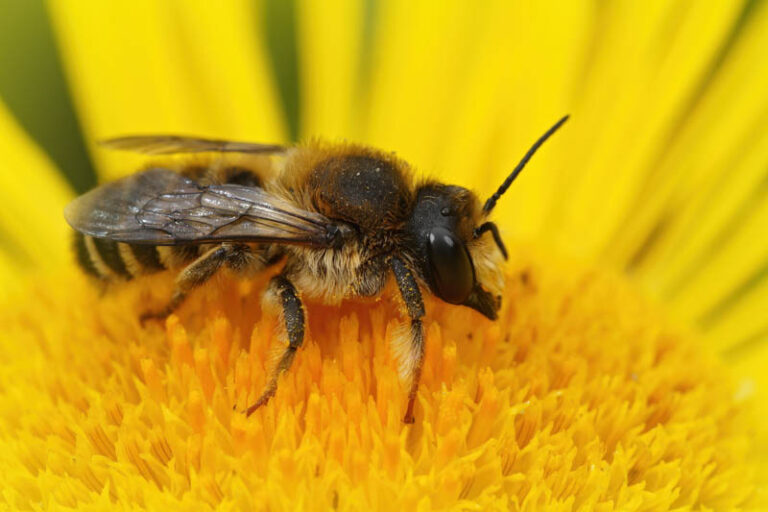 Leafcutter Bee: a Natural Pollinator and Fascinating Garden Ally