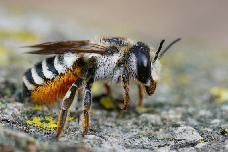 Leafcutter Bee: a Natural Pollinator and Fascinating Garden Ally