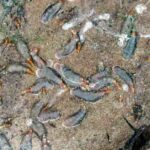 Lace Bugs: How to get rid of them