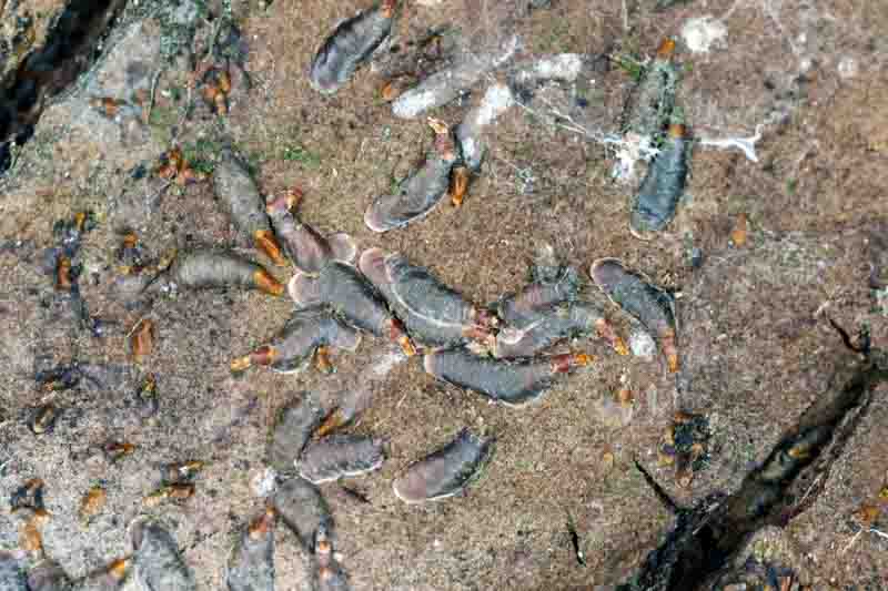 Oystershell Scale - Prevention and Treatment