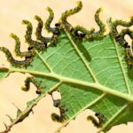 Harlequin Bug - Prevention and Control