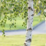 Underplanting Birches: Companion Plants for Shade and Beauty