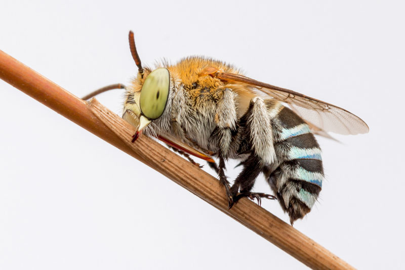 Cuckoo Bee: An Intriguing Parasitic Pollinator