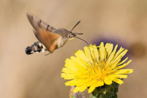 Hawk Moth: Mysterious Pollinator of the Night