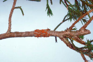 Cedar-Quince Rust: Identify, Prevent and Treat it