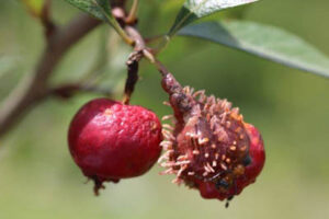 Cedar-Quince Rust: Identify, Prevent and Treat it
