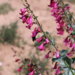 Penstemon 'Arabesque Red' (Beardtongue)