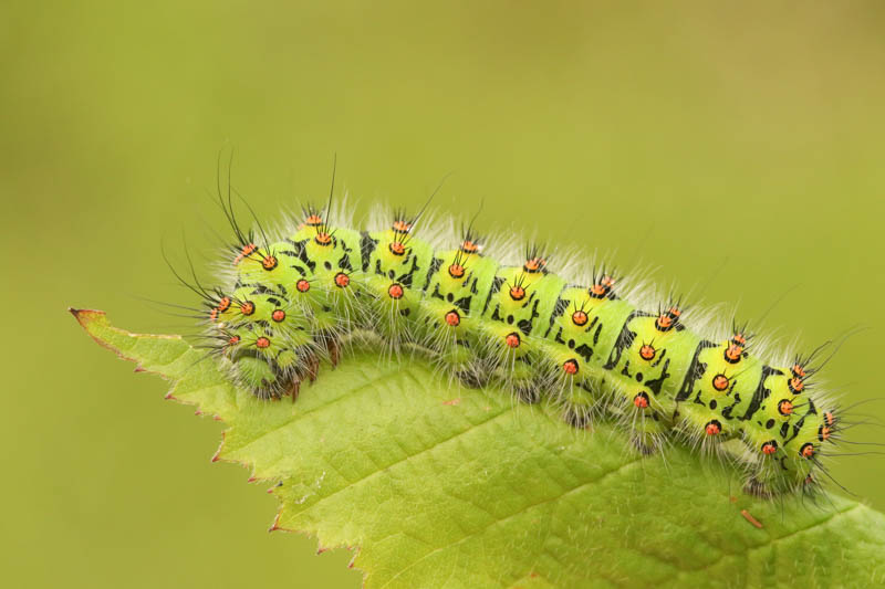 Caterpillars - Prevention and Treatment