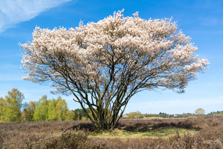 Serviceberry: Discover Beauty for Your Landscape
