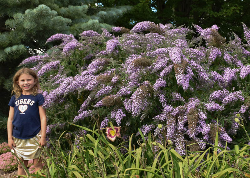 Buddleja davidii 'Grand Cascade' (Butterfly Bush)