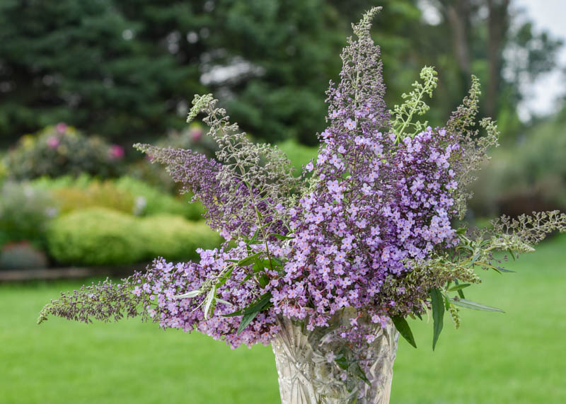 Buddleja davidii 'Lilac Cascade' (Butterfly Bush)