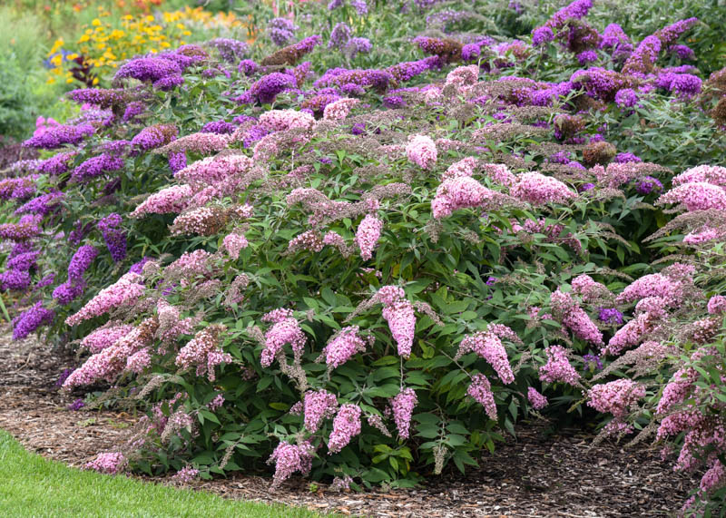 Buddleja davidii 'Pink Cascade II' (Butterfly Bush)