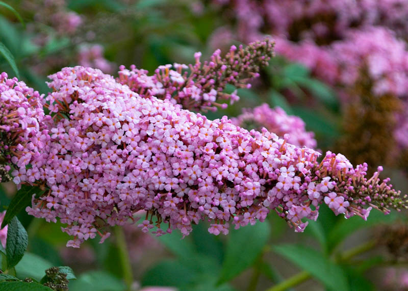 Buddleja davidii 'Princess Pink' (Butterfly Bush)