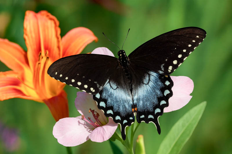 Spicebush Swallowtail Butterfly: Facts, Host Plants and more