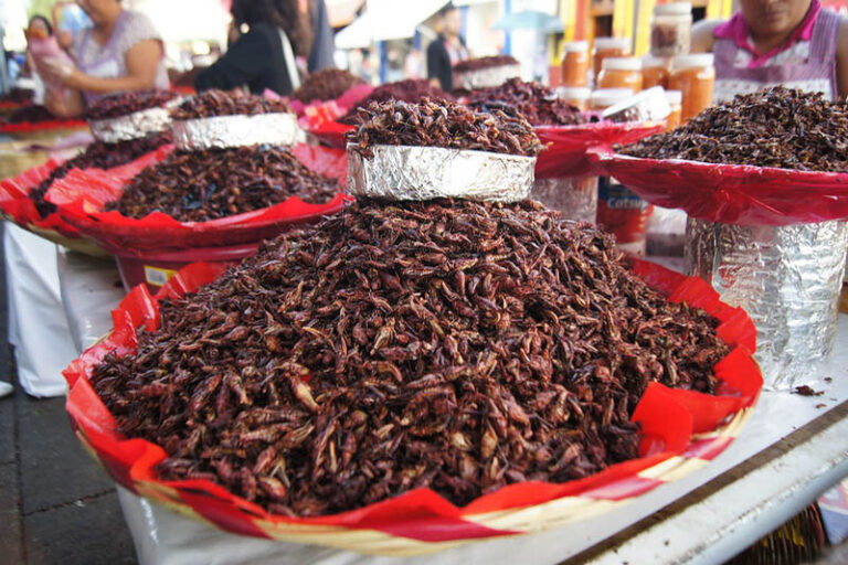 Grasshopper Secrets Unveiled: Surprising Facts You Didn't Know