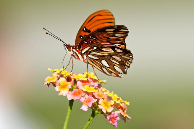 Gulf Fritillary Butterfly : Facts, Host Plants and more