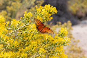 Gulf Fritillary Butterfly : Facts, Host Plants and more