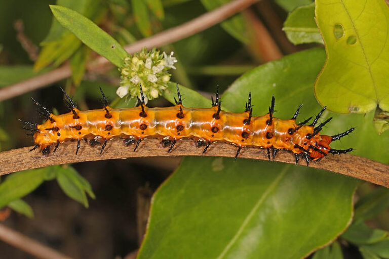 Gulf Fritillary Butterfly : Facts, Host Plants and more