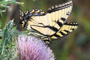 Eastern Tiger Swallowtail Butterfly: Facts, Host Plants and more