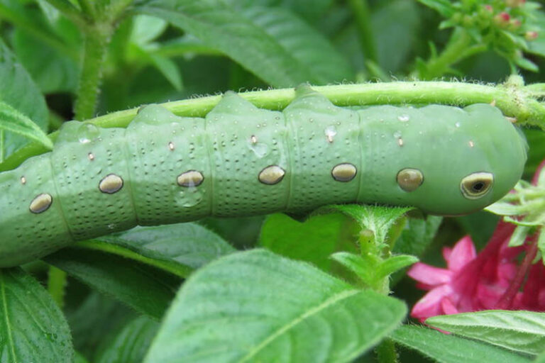 Eastern Tiger Swallowtail Butterfly: Facts, Host Plants and more