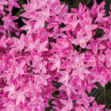 Pentas: Growing, Care, and Dazzling Varieties for the Garden
