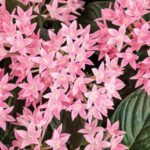 Pentas: Growing, Care, and Dazzling Varieties for the Garden