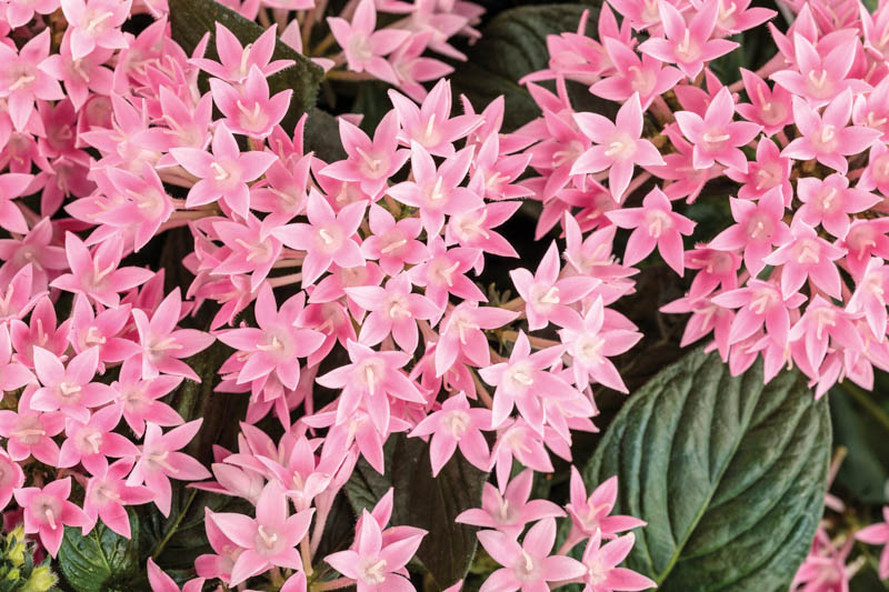Pentas lanceolata Sunstar® Pink (Egyptian Star Flower)