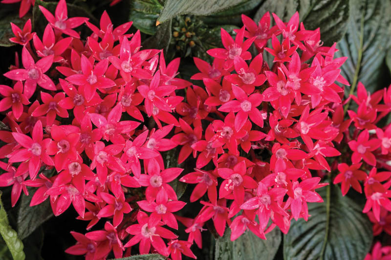 Pentas lanceolata Sunstar® Red (Egyptian Star Flower)