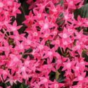 Pentas lanceolata (Egyptian Star Flower)